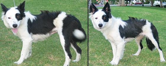 Border Collies In Need of Adoption in Southern California